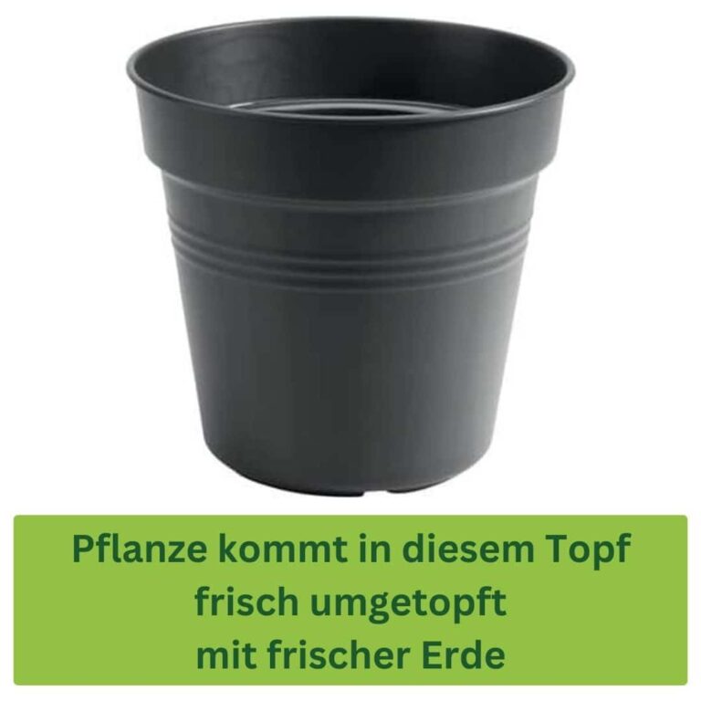 Ficus benjamina green kinky am Jutestamm (Birkenfeige be green kinky ...