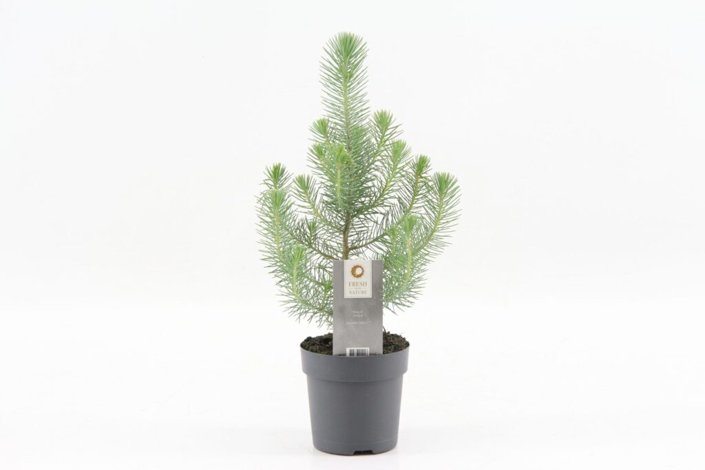 Pinus Pinea Silver Crest Pinie (Mittelmeer Pinie) online kaufen ...