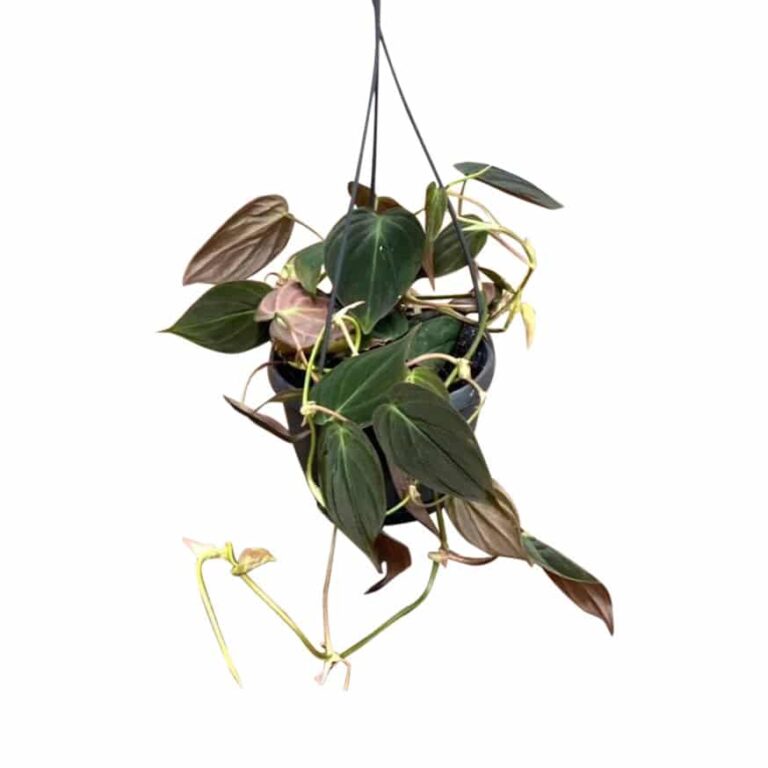 Philodendron Scandens Micans (Baumfreund) online kaufen - plantlovers.ch