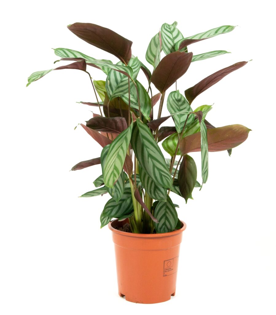 Ctenanthe Compact Star online kaufen - plantlovers.ch