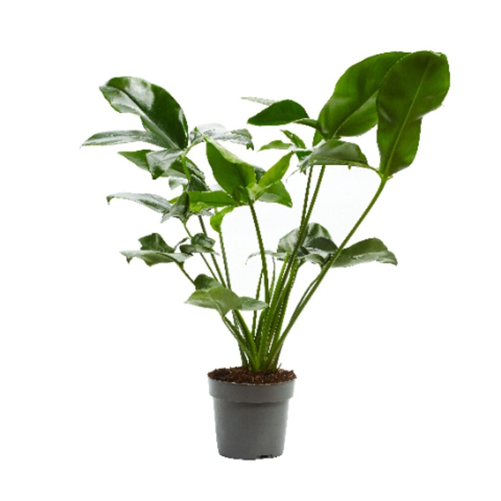 Philodendron fun bun (Baumfreund) online kaufen - plantlovers.ch